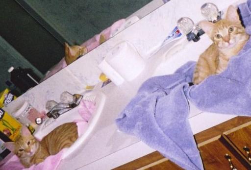 Geigers Boys - Gallery - Debra Geiger | racersreunion.com